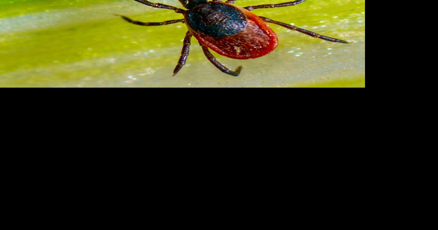 Radovsky: Lyme disease myths | Weekend Magazine | rutlandherald.com