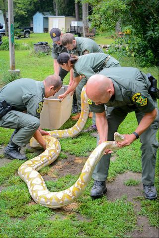 Snakes alive Two pythons prove too big and too illegal | News ...