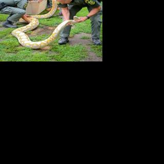 Snakes alive Two pythons prove too big and too illegal | News ...