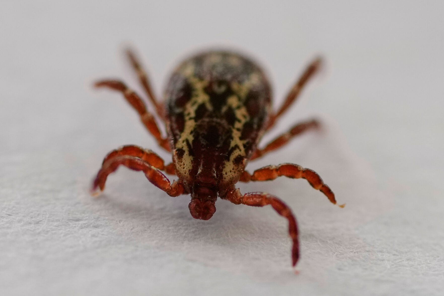 American Dog Tick | Ap | rutlandherald.com