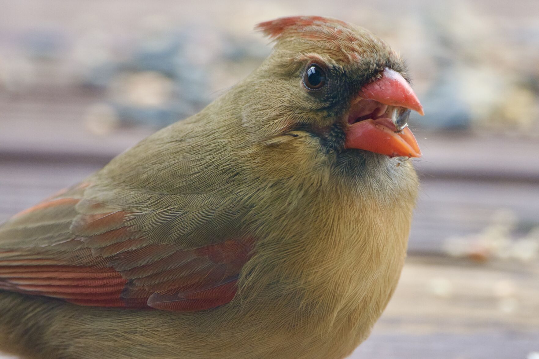 A quick snack | Snapshots | rutlandherald.com