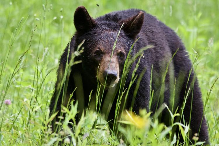 Steve Costello's Wildlife: Signs of spring, big and small, arrive or are arriving soon | Weekend ...