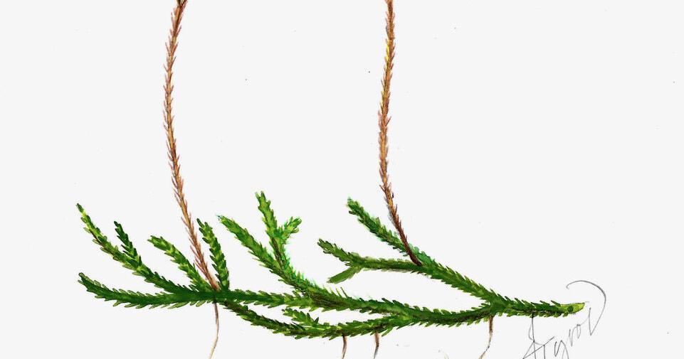 The Outside Story: Quiet persistence of clubmosses | Weekend Magazine | rutlandherald.com