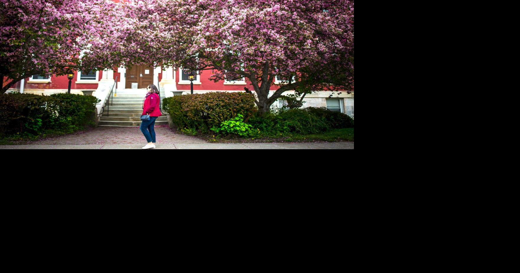 Pretty in pink | Snapshots | rutlandherald.com