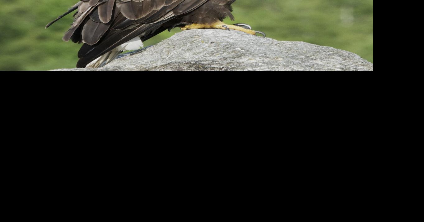 Eagle Eye | Slider | rutlandherald.com