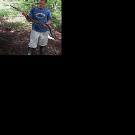 The rattlesnake man Biologist studies rare rattlesnakes with the help ...