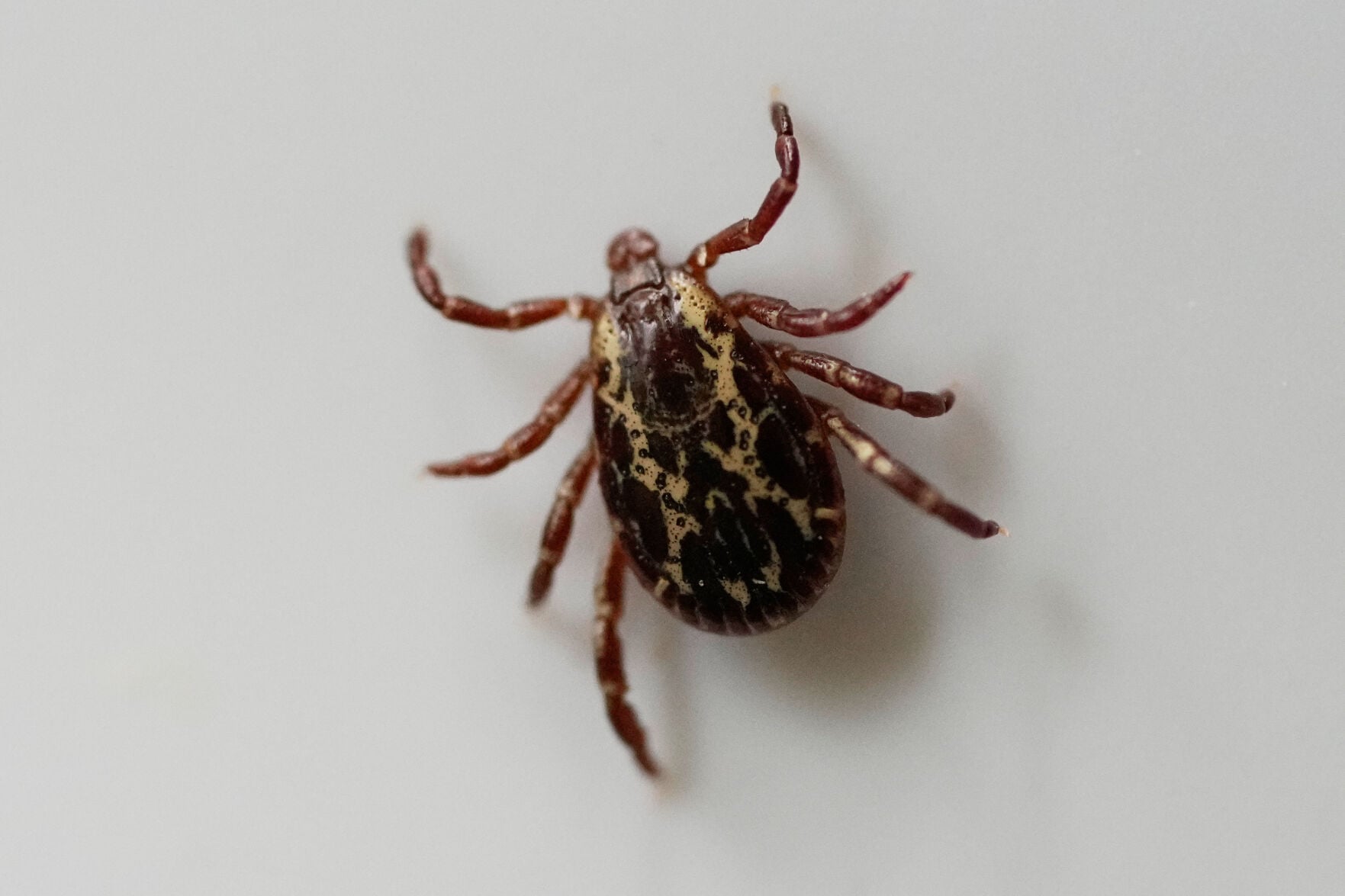 American Dog Tick | Ap | rutlandherald.com