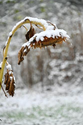 Early snow | Snapshots | rutlandherald.com