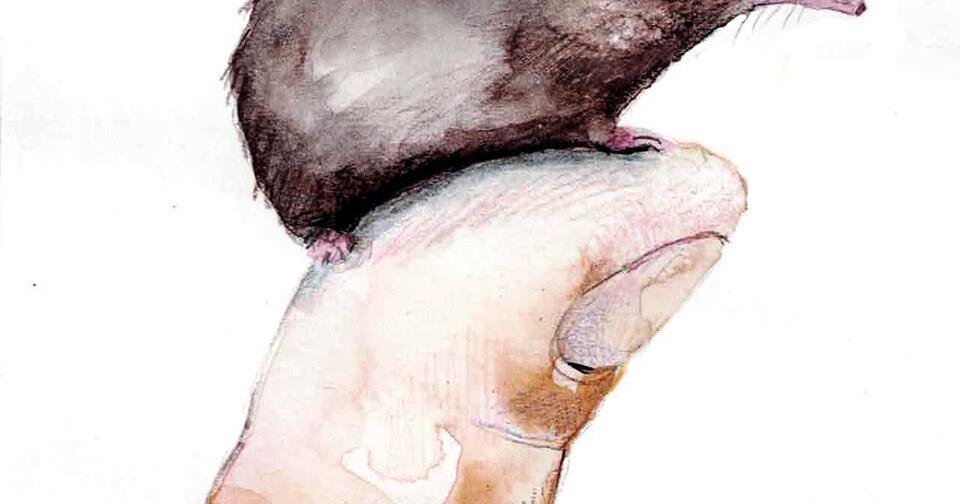 The Outside Story: Incredible shrinking shrew | Weekend Magazine ...