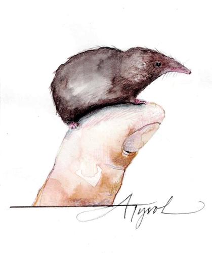 The Outside Story: Incredible shrinking shrew | Weekend Magazine ...