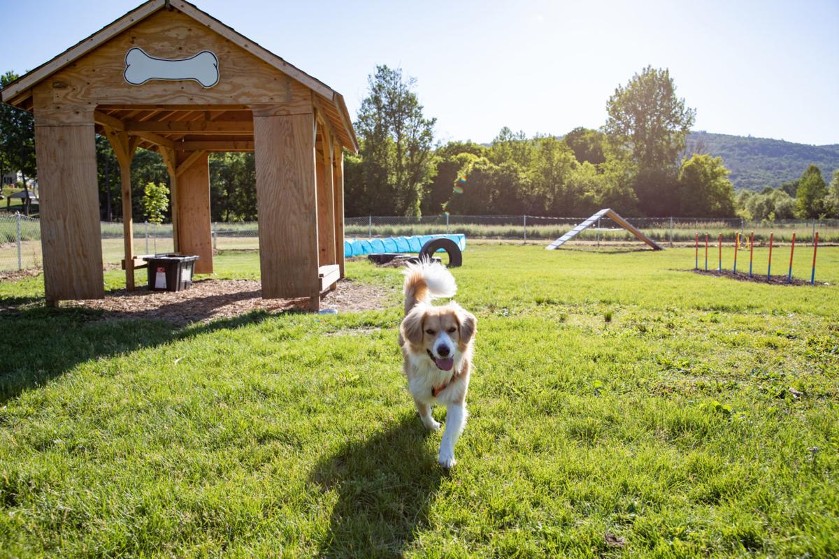 Westside dog park adds agility course | Local News | rutlandherald.com