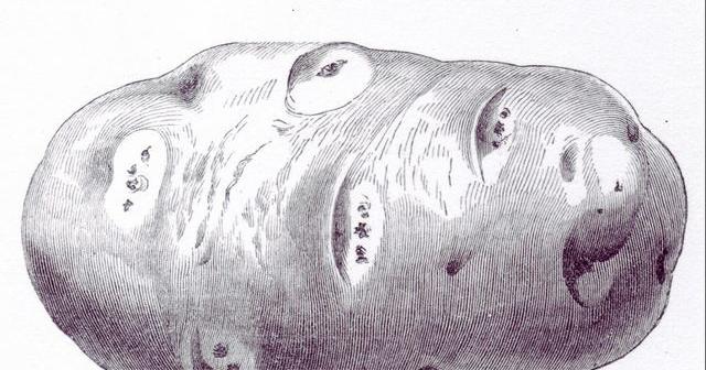 Potato 'mania' part of our state history | News | rutlandherald.com