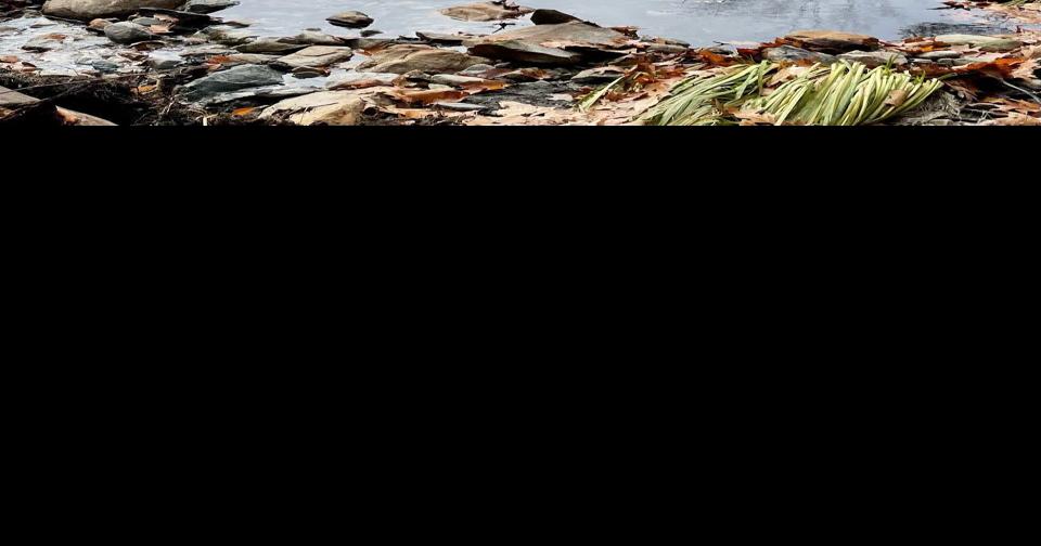 Muddy Pond empties after beaver dam failure | Local News ...