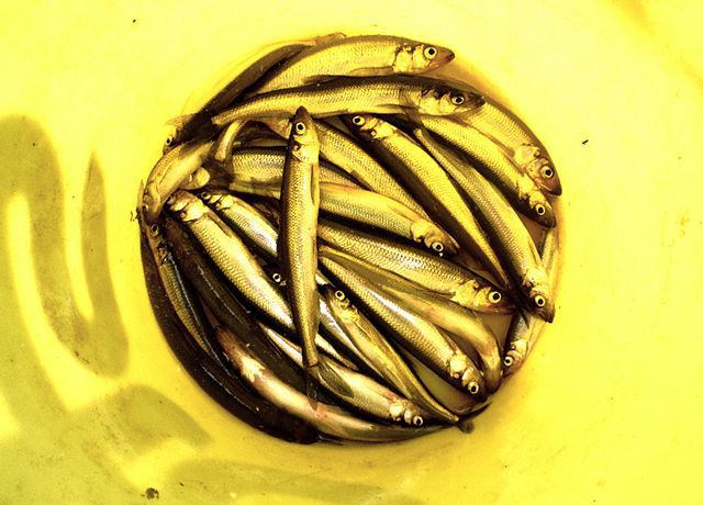 Ice fishing: The smelt run is on | | rutlandherald.com