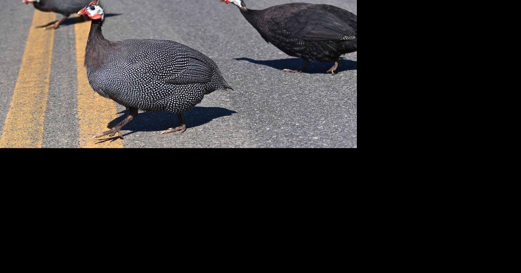 No spring chickens: They're guinea hens | Local Photos | rutlandherald.com