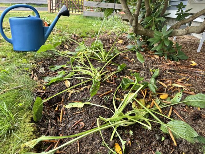 UVM Extension: Time to divide up those perennials | Weekend Magazine ...