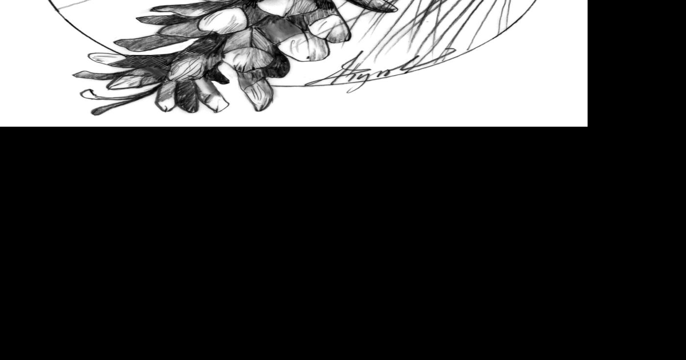 The Outside Story: Complicated lives of conifer seeds | Weekend ...