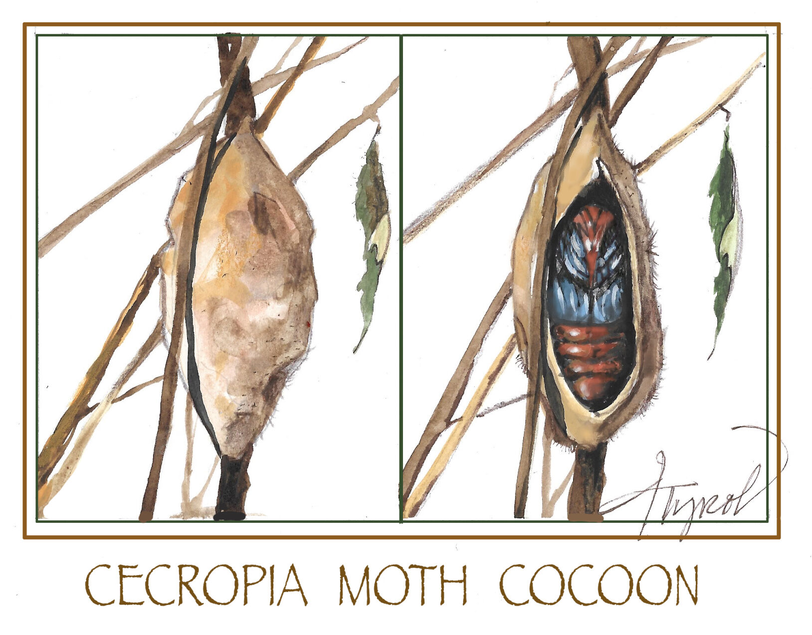 The Outside Story: Cocoon spotting, giant silk moths in winter ...