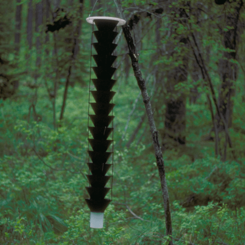 Trappers and educators protect Vermont against invasive beetle | Local ...