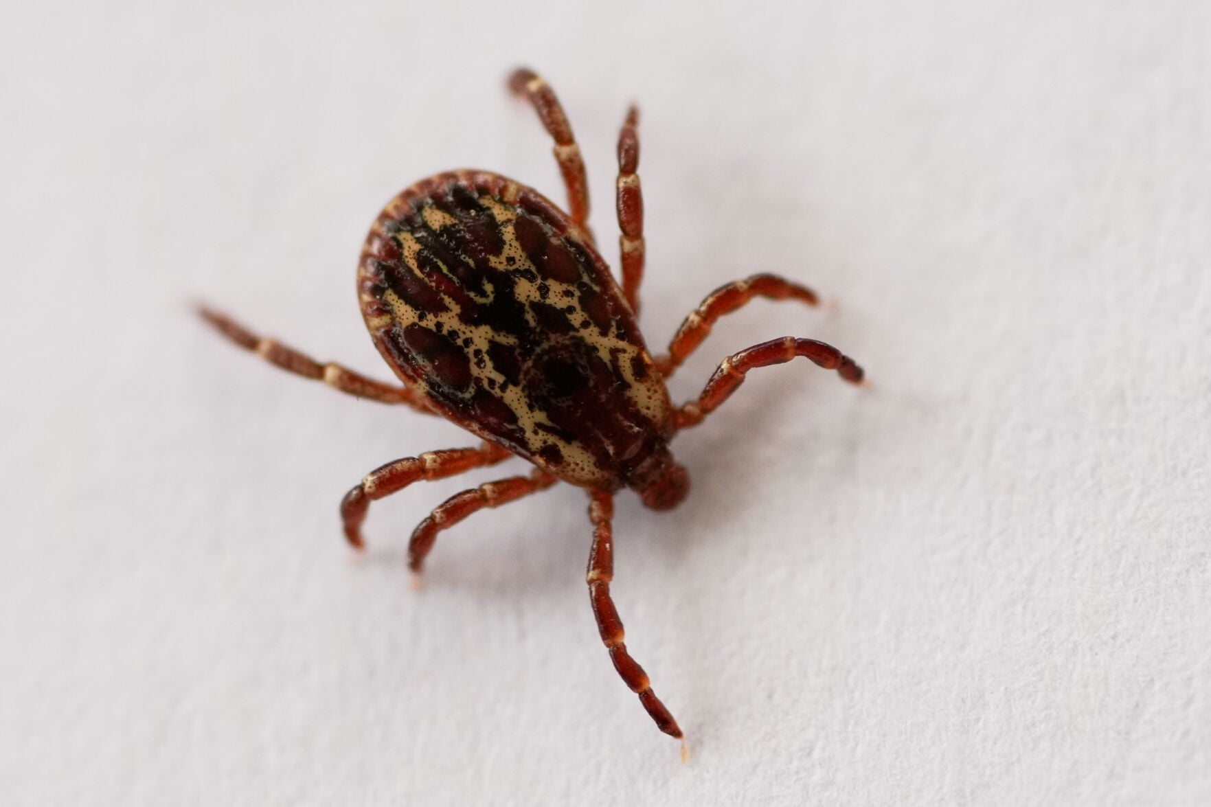 American Dog Tick | Ap | rutlandherald.com