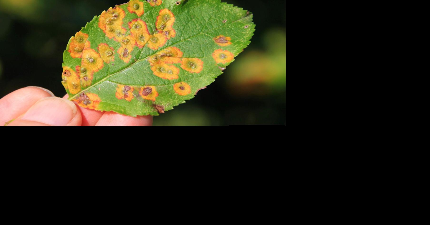 UVM Extension: Cedar apple rust disease | Weekend Magazine ...