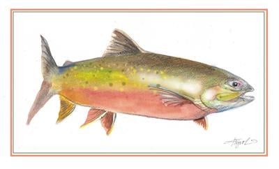 The Outside Story: Saga of Sunapee trout (aka Arctic charr) | Weekend ...