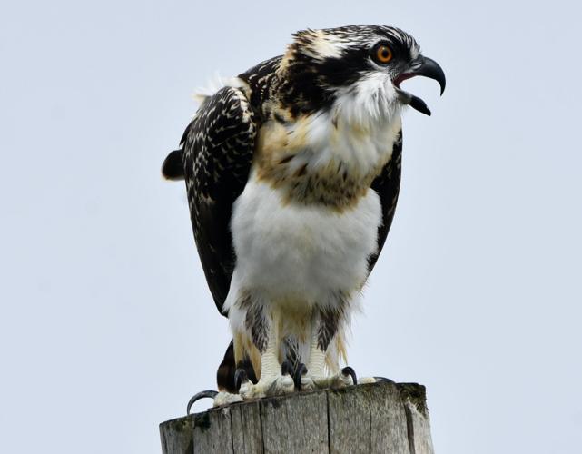 Steve Costello's Wildlife: Somewhere in the fog | Weekend Magazine ...