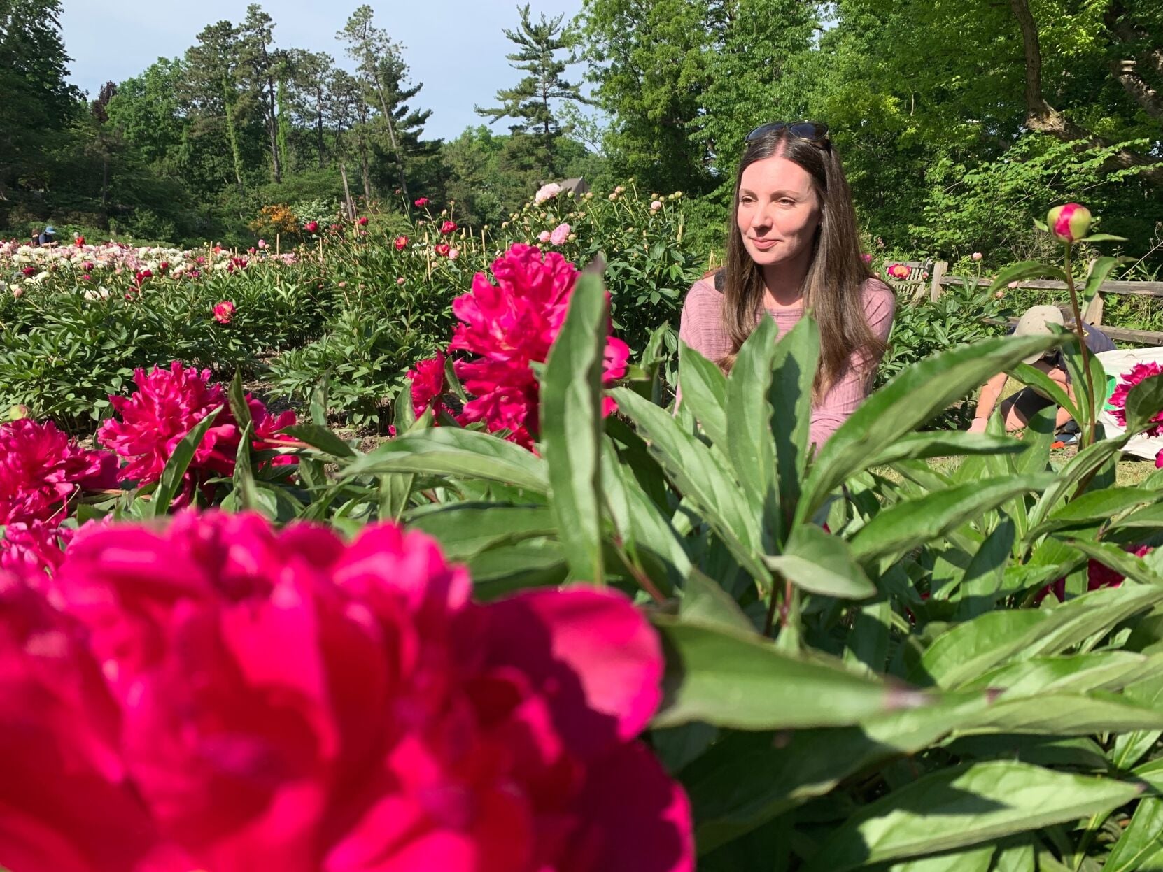 Peonies in Bloom | Ap | rutlandherald.com