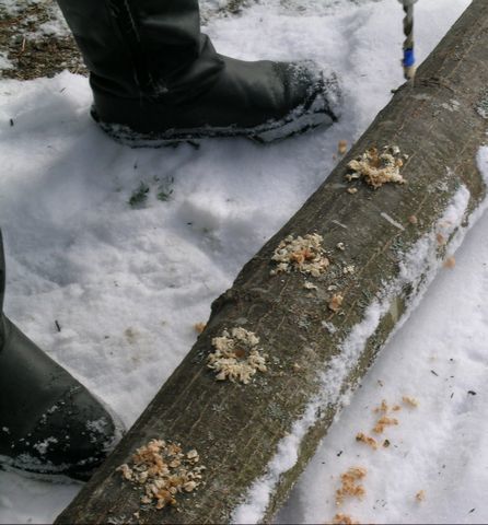 Time to make a mushroom spawning run | News | rutlandherald.com