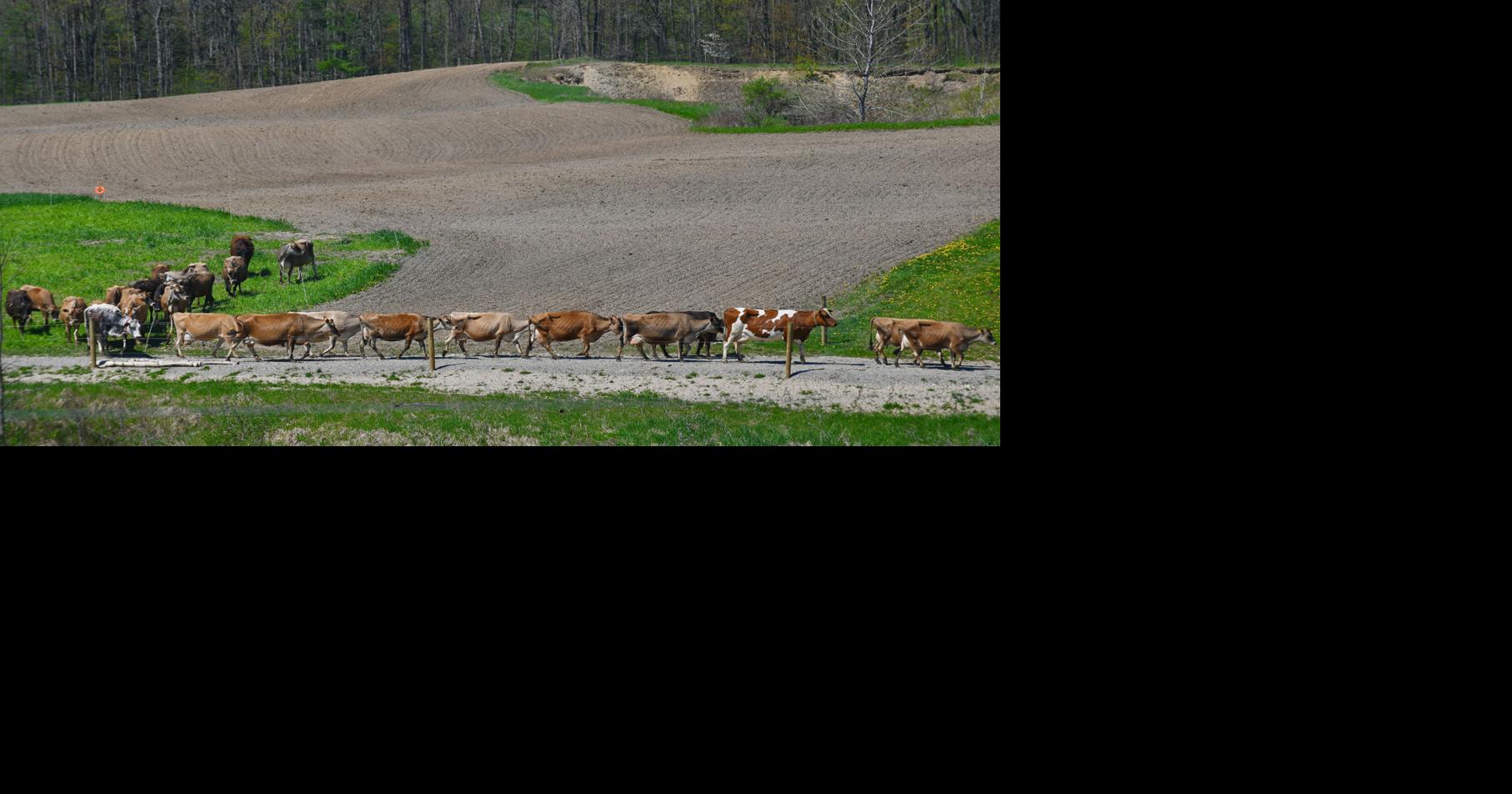 Cow country | Local Photos | rutlandherald.com