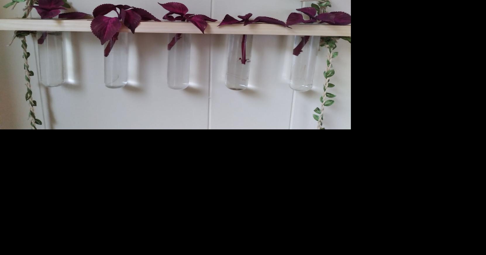 UVM Extension: Saving tender perennials | Weekend Magazine ...