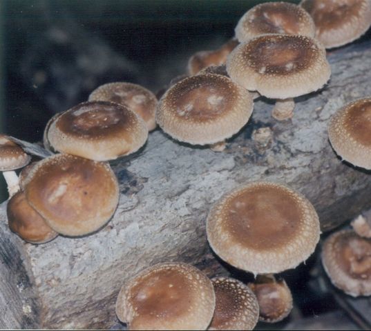 Time to make a mushroom spawning run | News | rutlandherald.com