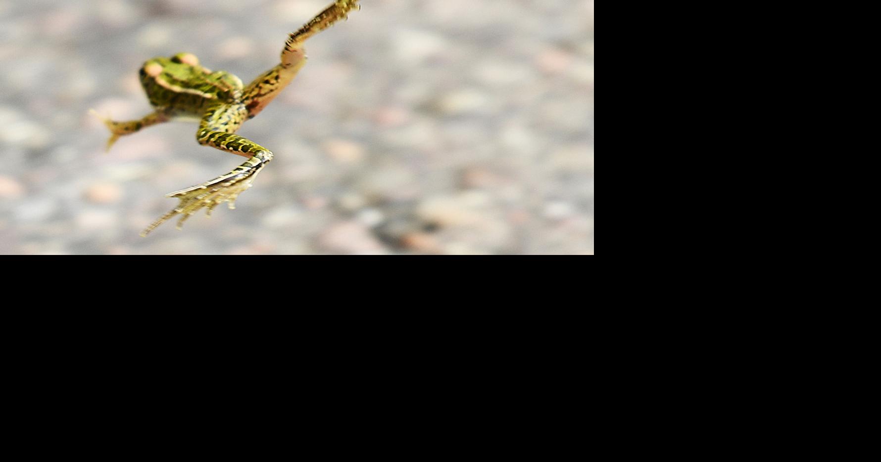 Hundreds of thousands of frogs make appearance on back roads | News ...