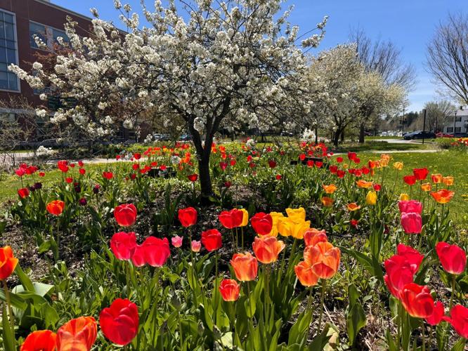 UVM Extension: Planting under trees | Weekend Magazine | rutlandherald.com