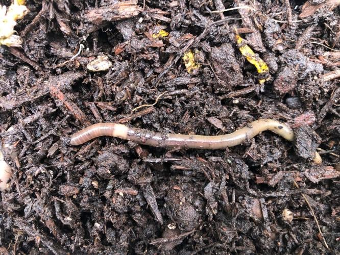 UVM Extension: Identifying the jumping worm — a recently-introduced ...
