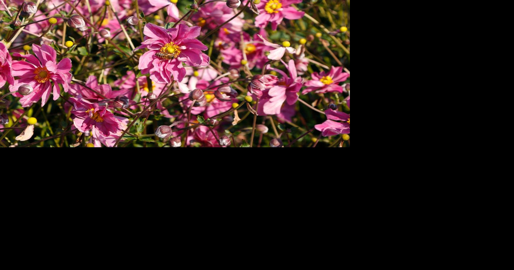 Gardening-New Plants | Ap | rutlandherald.com