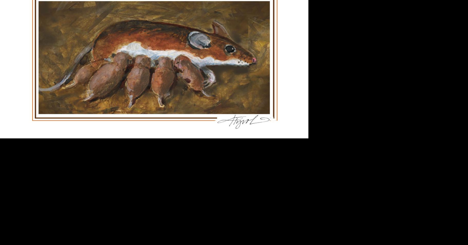 The Outside Story: White-footed mice seeking warm house | Weekend ...