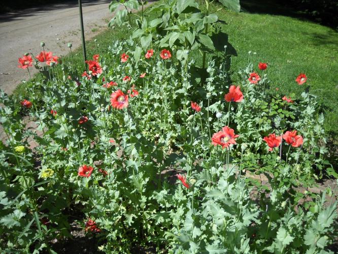 In the Garden: Bring annuals into your yard | Weekend Magazine ...