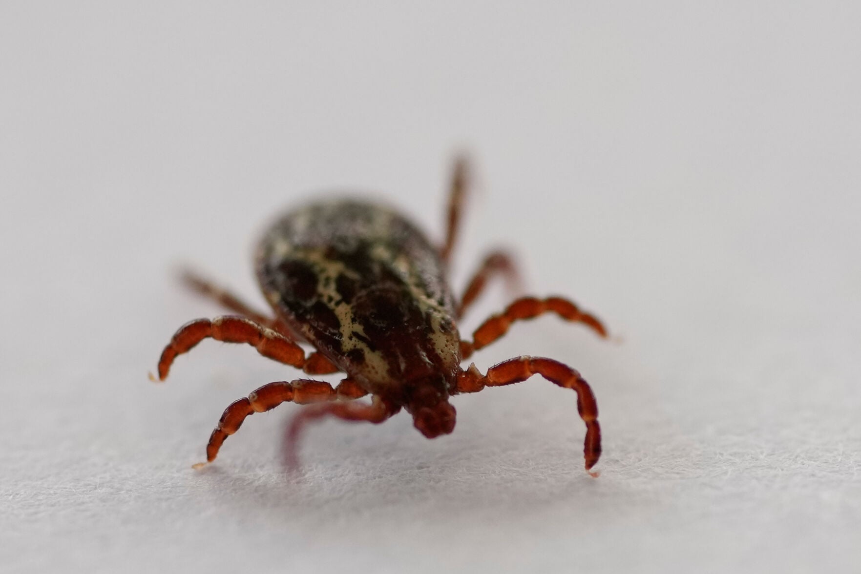 American Dog Tick | Ap | rutlandherald.com