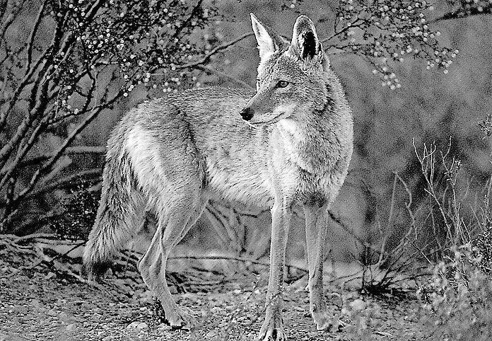 Vermont no place for coyote contests | Commentary | rutlandherald.com