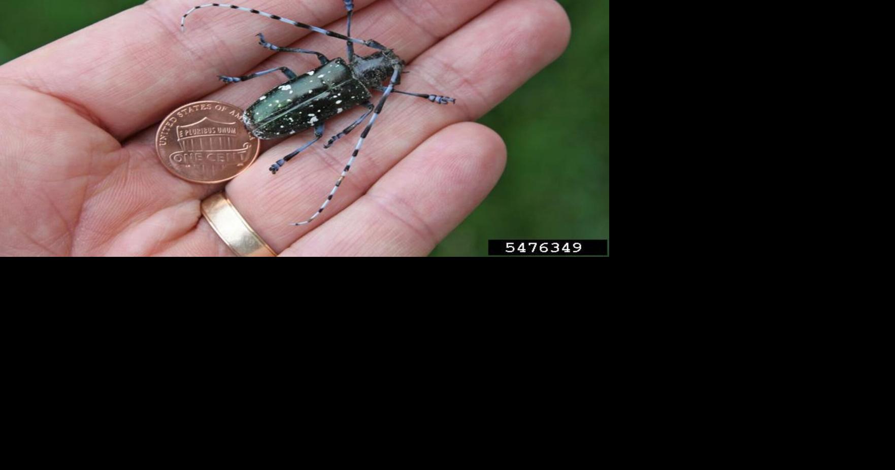 UVM Extension: Check trees for ALB signs | Weekend Magazine ...