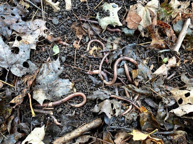 UVM Extension: Invasion of jumping worms | Weekend Magazine ...