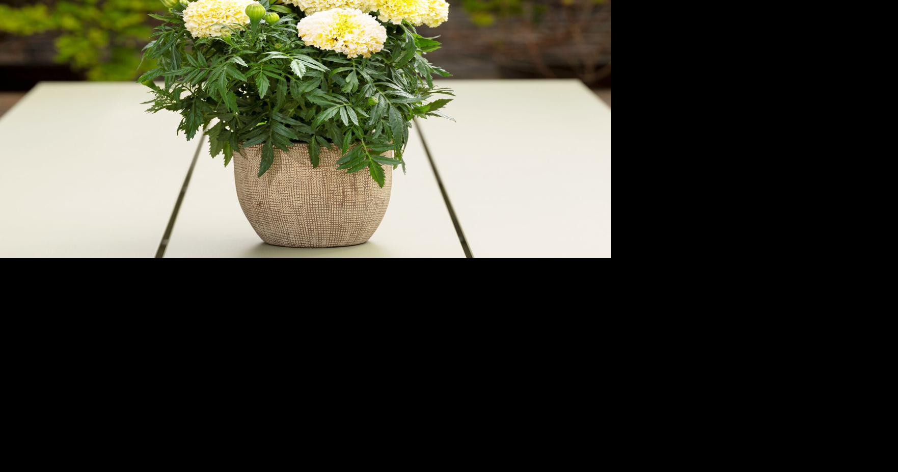 Gardening-Heat-Tolerant Flowers | Ap | rutlandherald.com