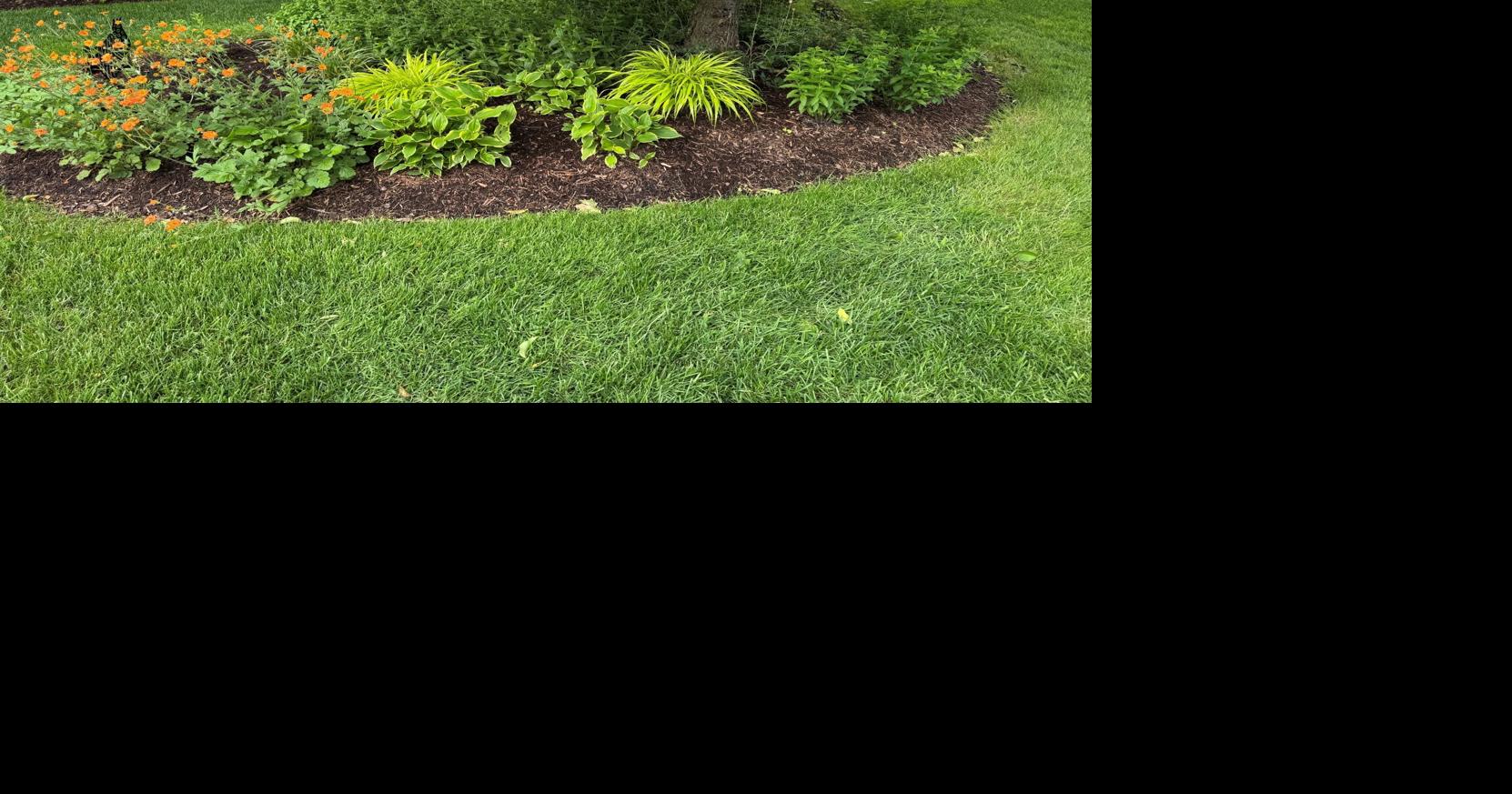 UVM Extension: Planting under trees | Weekend Magazine | rutlandherald.com