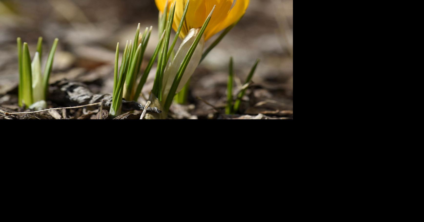 Weekly Planet: Springtime renews commitment to climate action ...