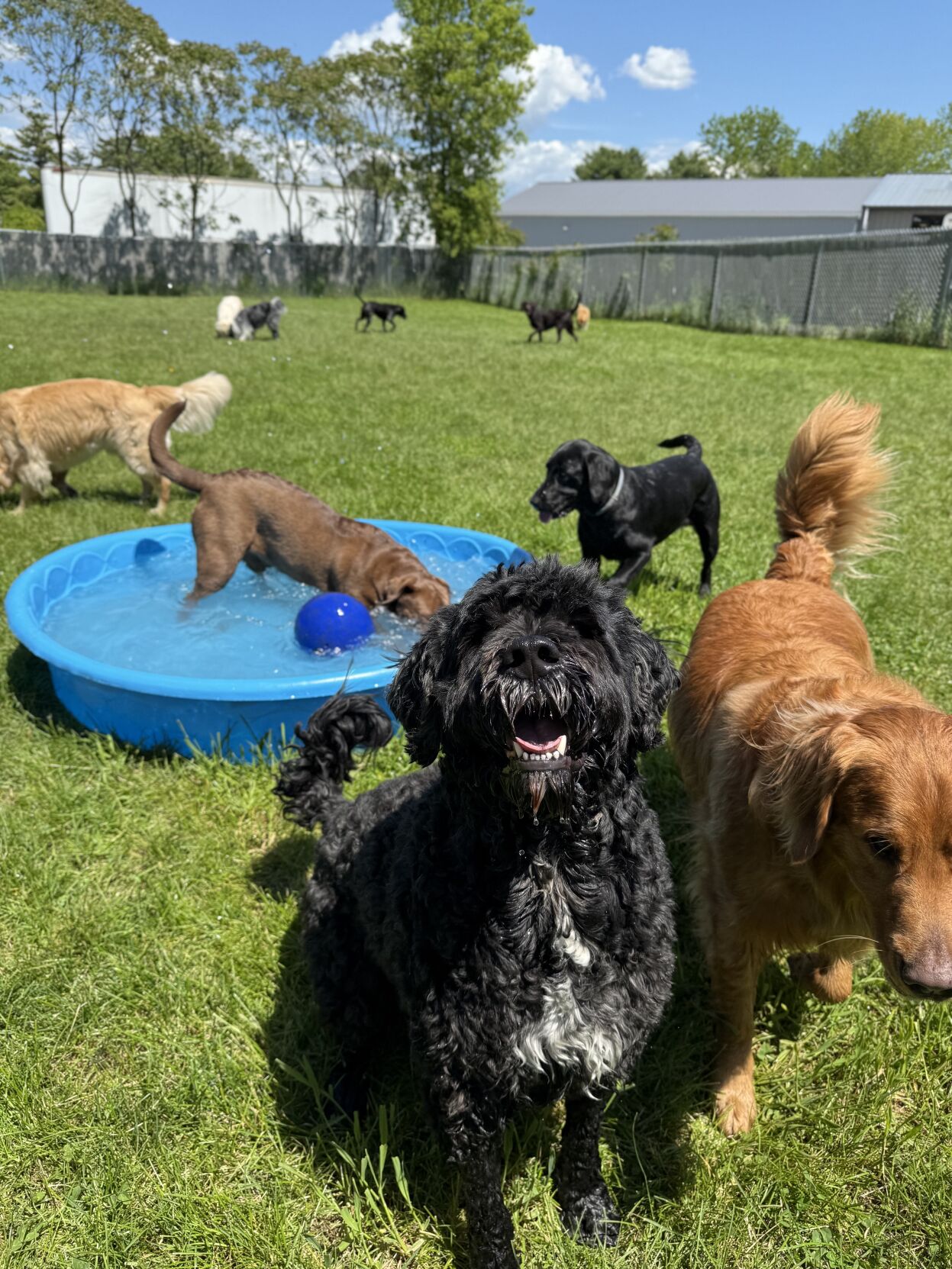 Woof Pack celebrates community with ice cream social | Local News ...