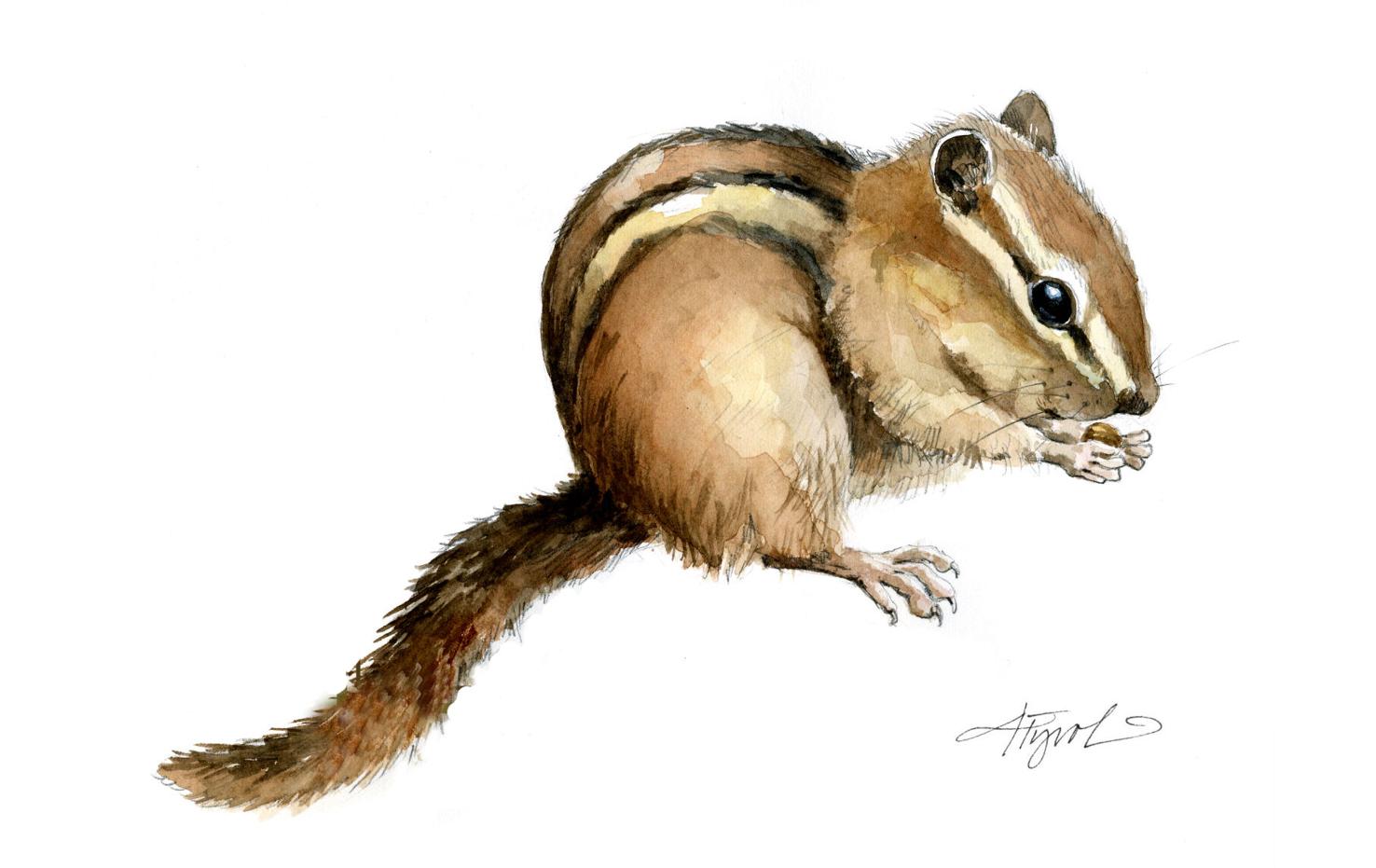 The Outside Story: In the footsteps of a chipmunk | Weekend Magazine ...