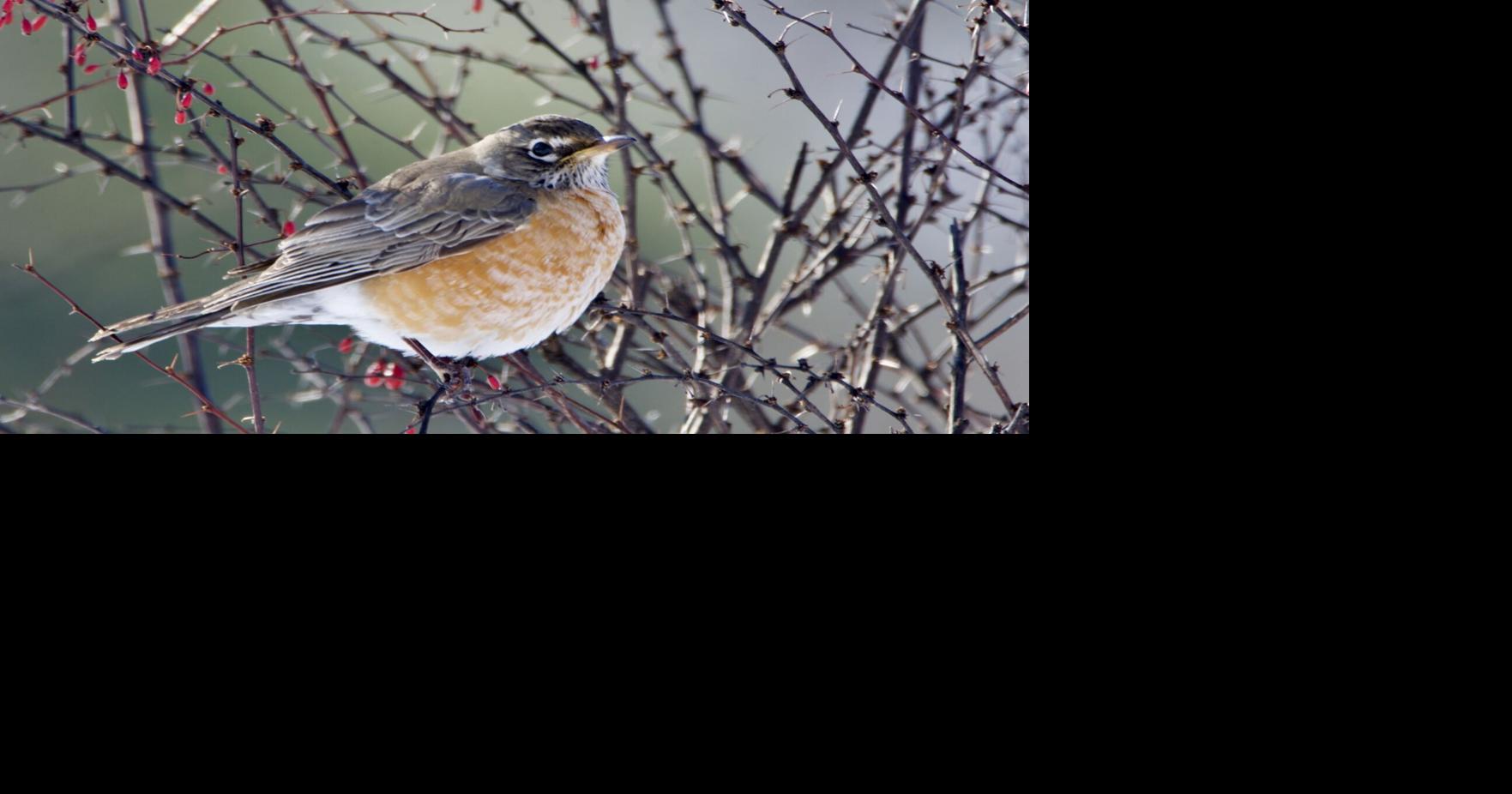 Steve Costello's Wildlife: Robin renewal | Weekend Magazine ...