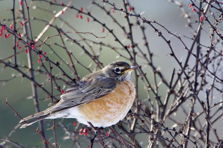 Steve Costello's Wildlife: Robin renewal | Weekend Magazine ...