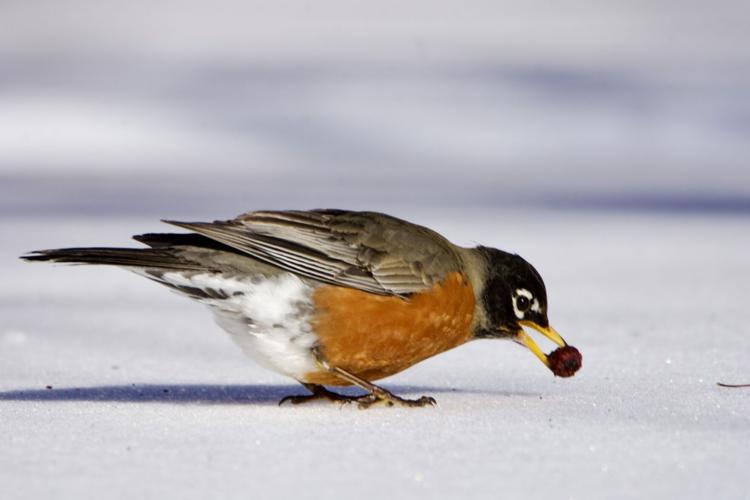 Steve Costello's Wildlife: Robin renewal | Weekend Magazine ...